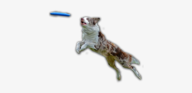 Dog Catching Frisbee Png Transparent PNG - 405x327 - Free Download on ...