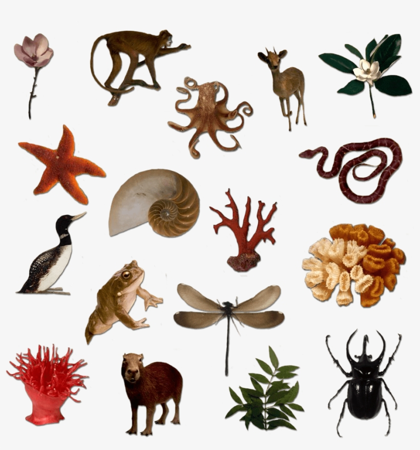 Silhouettes Of Many Living Things - Biodiversity Animals Transparent ...