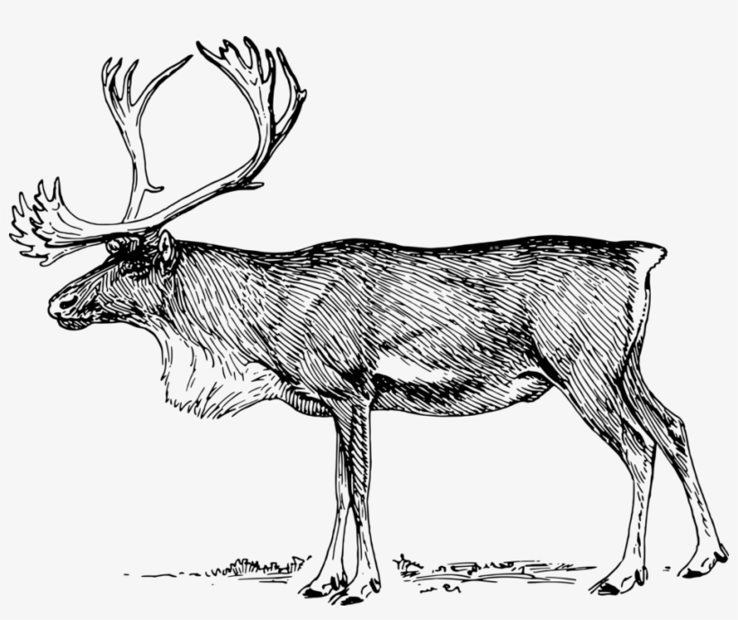 Reindeer Elk Clip Art Carousel Flying Bird - Caribou Image Clipart ...