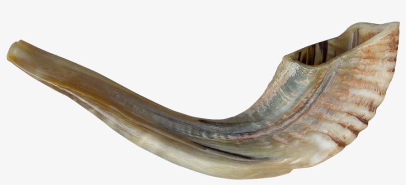 Shofar Png Transparent PNG - 900x378 - Free Download on NicePNG