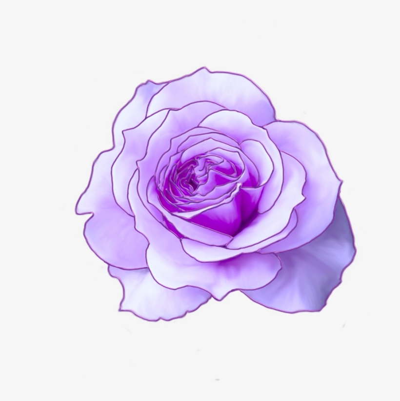 0023 - Hybrid Tea Rose Transparent PNG - 800x800 - Free Download on NicePNG