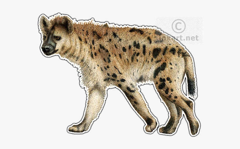 Spotted Hyena Decal - Hyena Illustration Transparent PNG - 590x431 ...