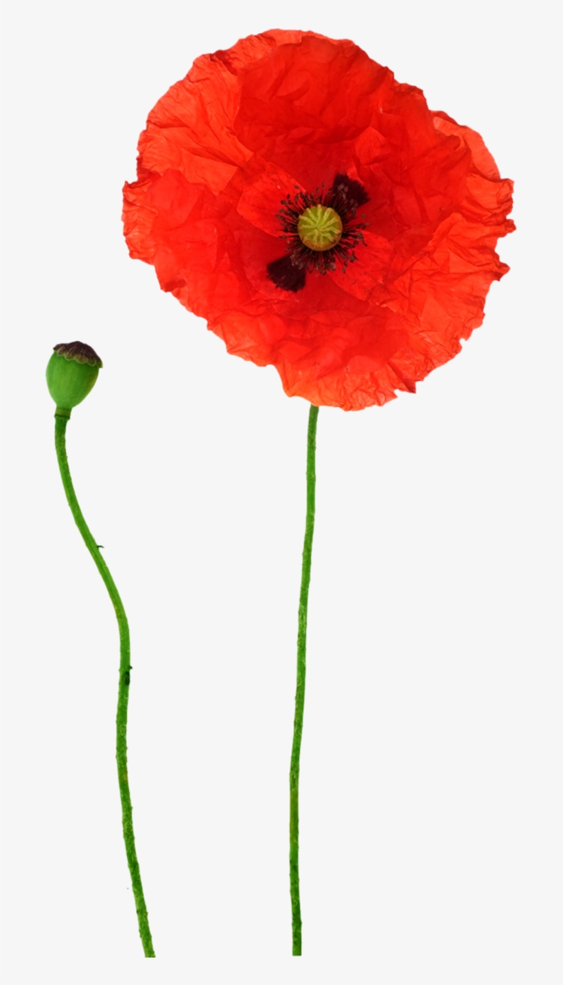 Opium Flower Red Transprent Png Free Download - Opium Poppy Bud Png ...
