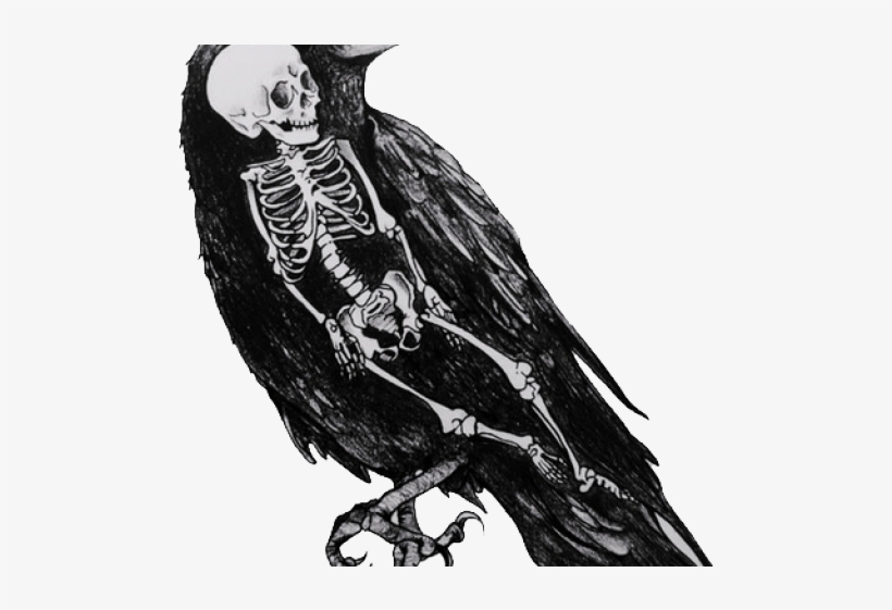 Drawn Crow Voodoo - Bird Skeleton Drawing Transparent PNG - 640x480 ...