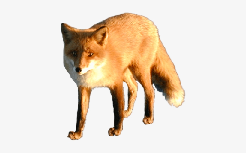 Free Png Fox Png Images Transparent - Red Fox Transparent PNG - 480x544 ...