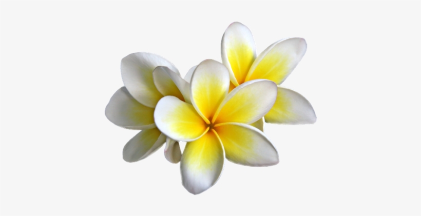 Monoi Flower Transparent PNG - 430x352 - Free Download on NicePNG