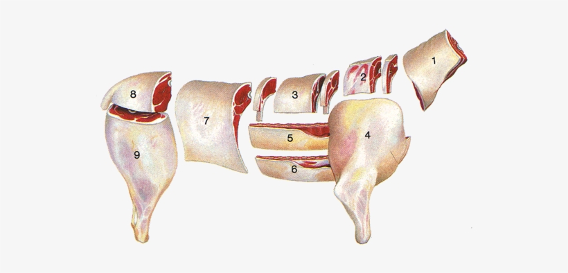 Collet Or Collier (large Animals) - French Lamb Cuts Transparent PNG ...