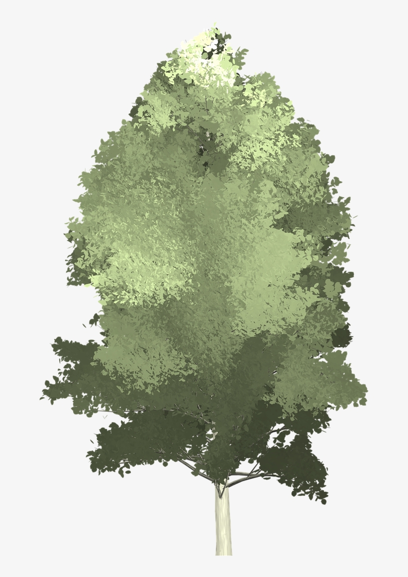 Image Result For Tree Painted Png - Tree Transparent PNG - 720x720 ...