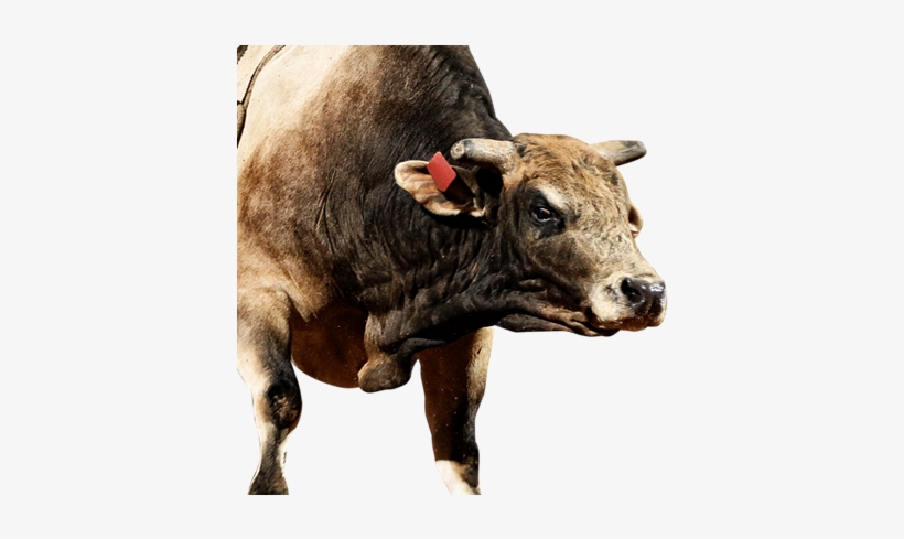 Bruiser - Sweet Pros Bruiser Bull Transparent PNG - 391x421 - Free ...
