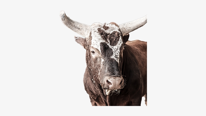 Pbr Asteroid - Professional Bull Riders Transparent PNG - 391x421 ...