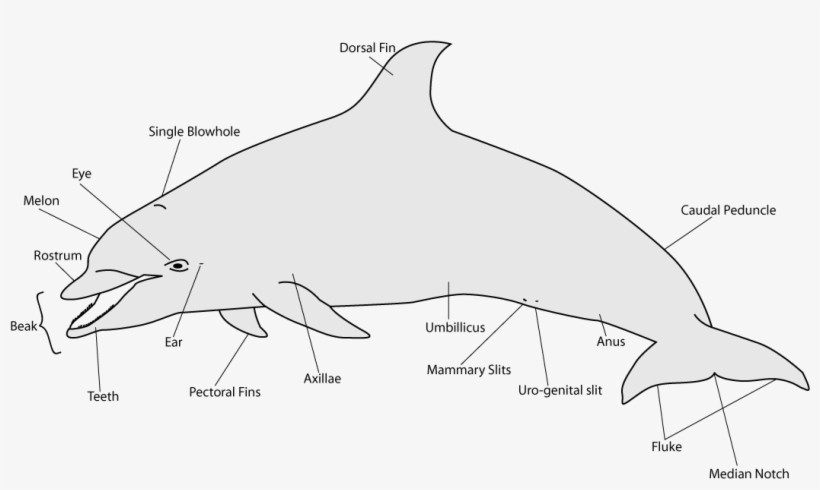 Anatomy Of A Dolphin Dolphin Anatomy Illustration - Dolphin Fins Transparent PNG - 1152x723 ...