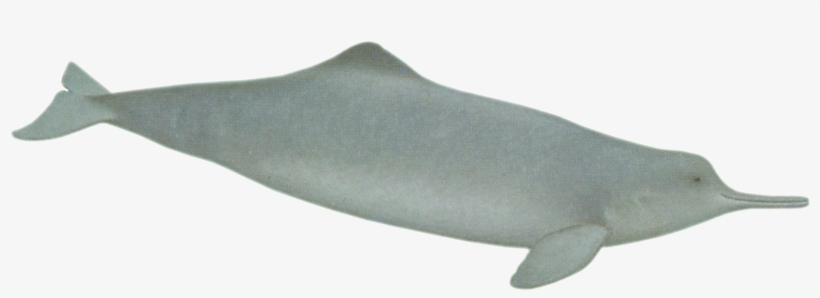Dolphins Clipart Baiji - Chinese White Dolphin Png Transparent PNG ...