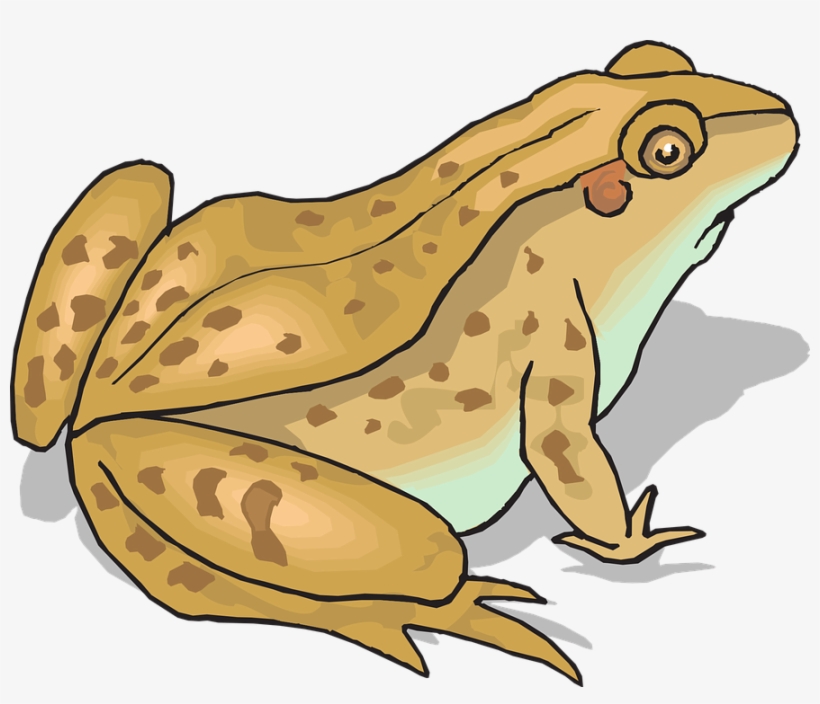 อันดับหนึ่ง 103+ ภาพ คางคก การ์ตูน คมชัด