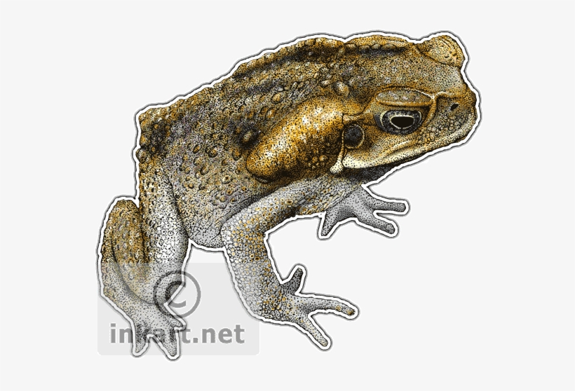 Cane Toad Decal - Cane Toad With Transparent Transparent PNG - 560x478 ...