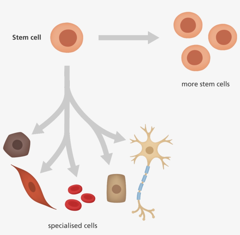 What Is A Stem Cell - Stem Cells And Specialised Cells Transparent PNG ...
