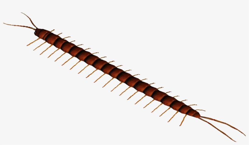 Amazonian Giant Centipede - Millipedes Transparent PNG - 1045x1045 ...