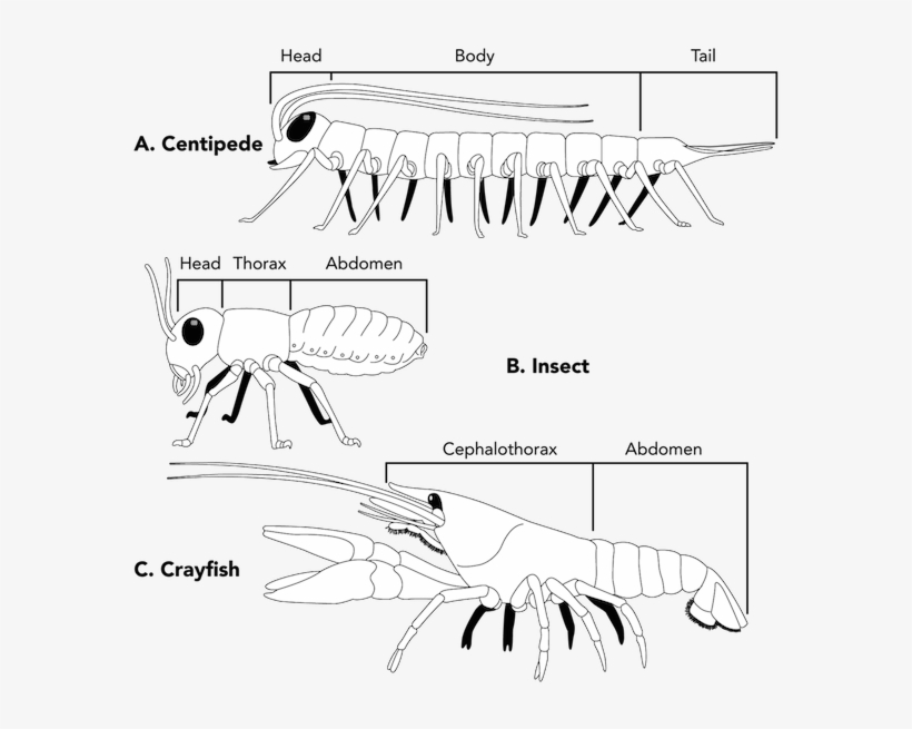 fig - 3 - 75 - Examples Of - Diagram Transparent PNG - 600x600 - Free ...