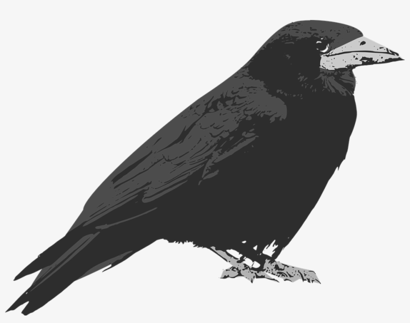 Crows - Raven Bird Clipart Transparent PNG - 960x710 - Free Download on ...