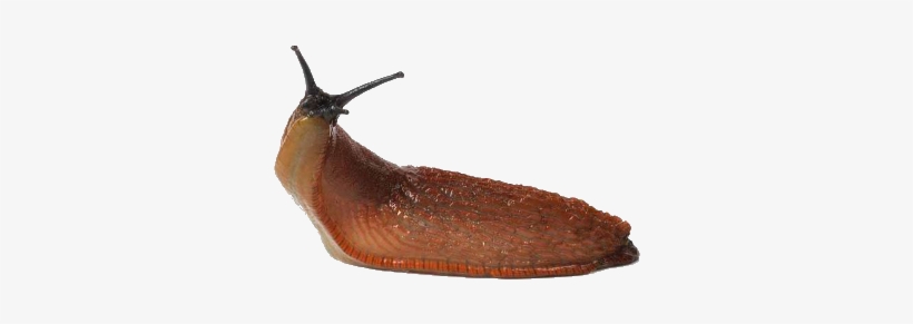 Moliuskai Ir Kirmėlės - Spanish Slug Transparent PNG - 600x300 - Free ...