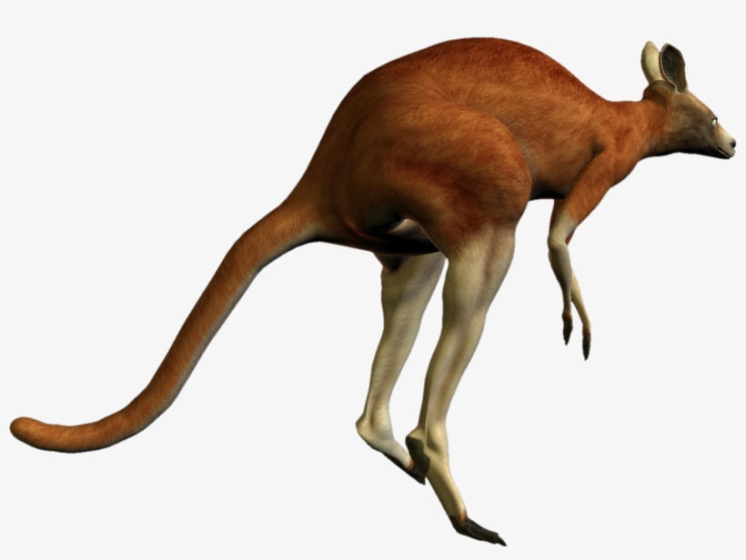 Best Free Kangaroo Png Image - Kangaroo Png No Background Transparent ...
