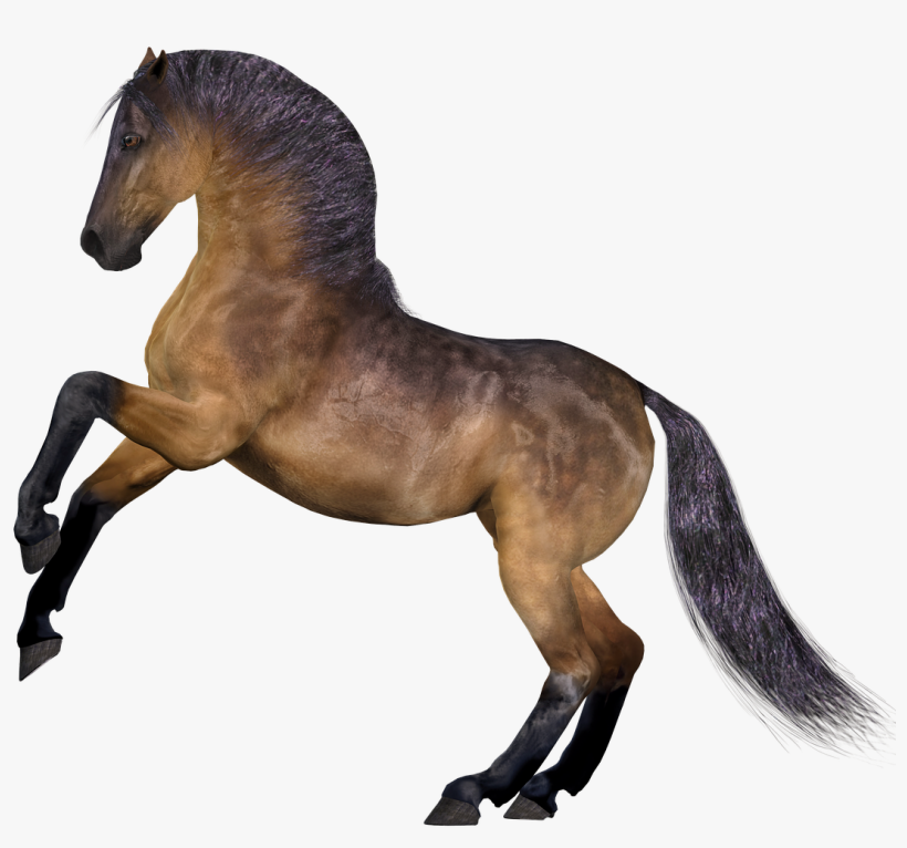 Gambar Kuda Png Transparent PNG - 886x720 - Free Download on NicePNG