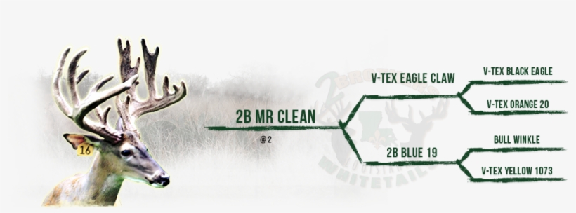 Download Mr - Clean - Calligraphy - HD Transparent PNG - NicePNG.com
