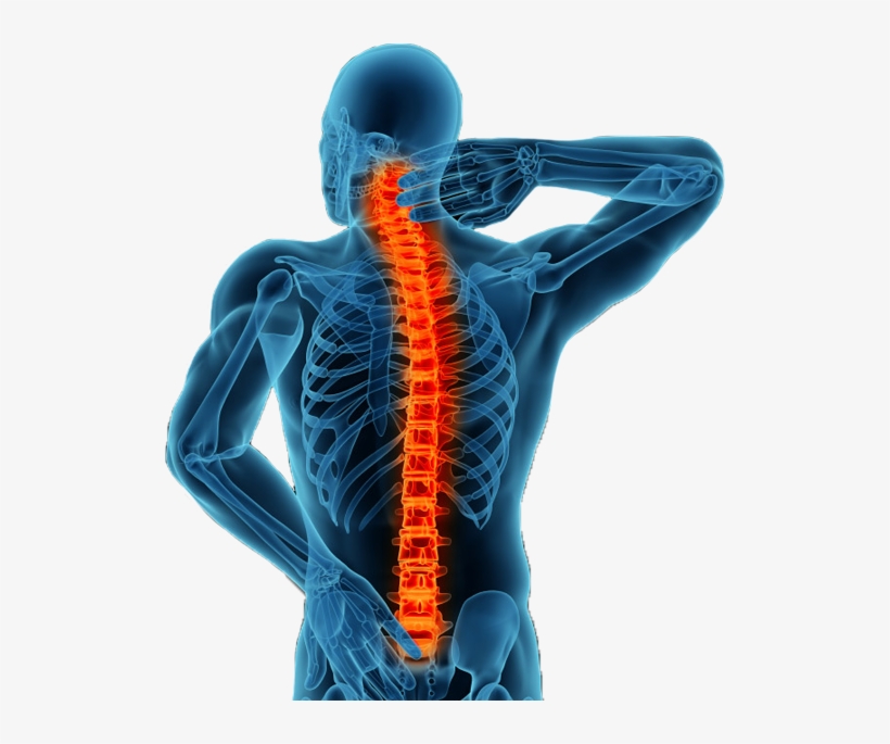 Spine Back Png Jpg Black And White Library - Spine Hd Png Transparent ...
