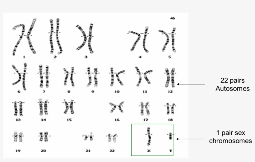 Single Chromosome Clip Art At Clker - Gene Hunter: The Story Of ...