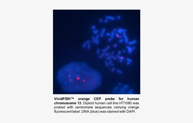 Fp062, Fish Cep Probe For Human Chromosome 13-orange - Darkness ...