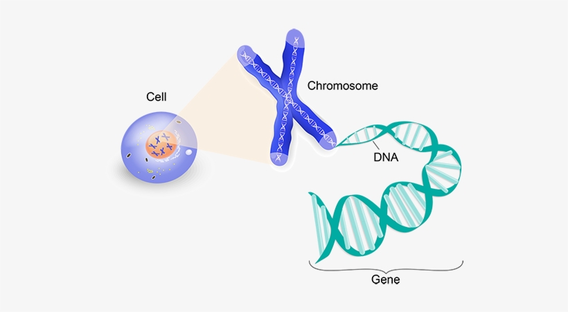 Download Genes In A Cell, With One Gene Magnified To Show Chromosomes ...