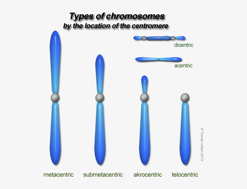 Variations In Chromosome - Types Of Chromosome On The Basis Of ...