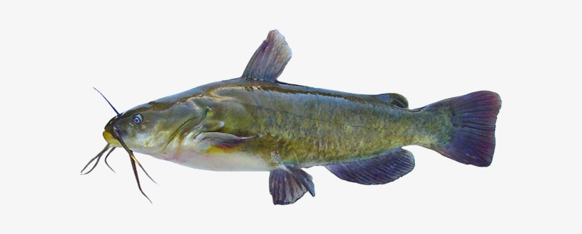 Brown Bullhead - Bullhead Fish Manitoba Transparent PNG - 600x281 ...