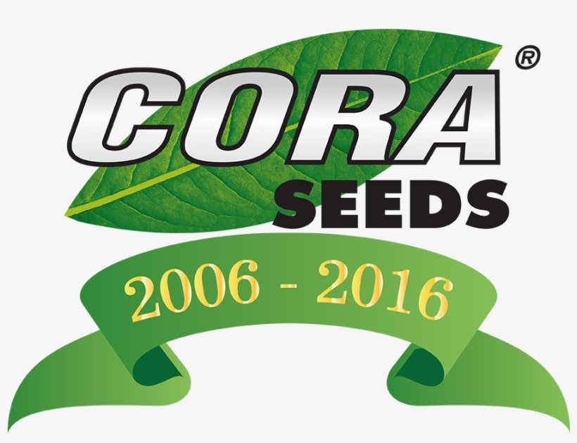 Seed Transparent PNG - 892x745 - Free Download on NicePNG