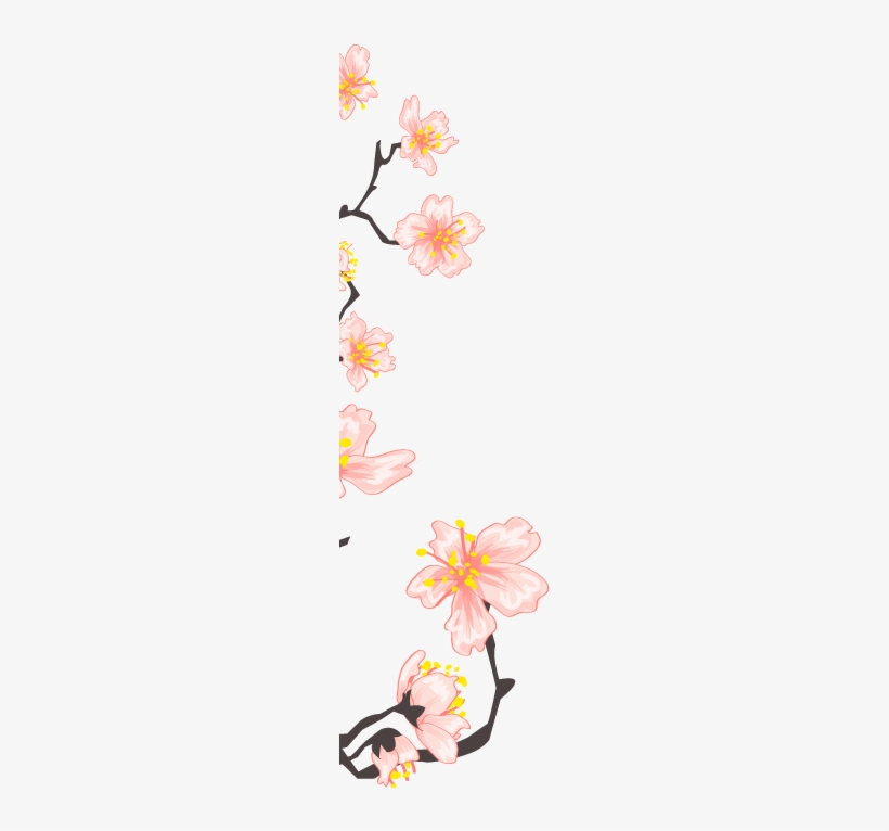 Asian Sakura - Illustration Transparent PNG - 1000x1000 - Free Download ...