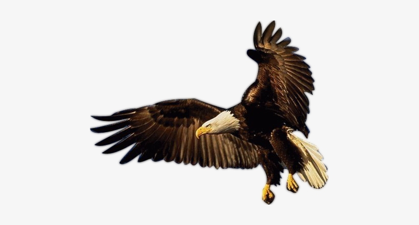 Aguila Gifs Imagenes - Eagle Psd Transparent PNG - 467x361 - Free ...