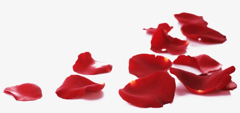 Rose Petals On Floor Png - Pink Rose Petal Png Transparent PNG ...