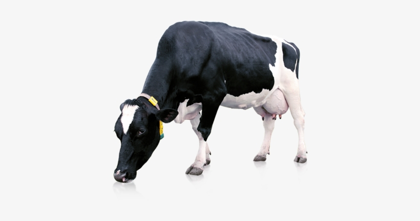 Milk Cow Png - Cow With Milk Png Transparent PNG - 385x352 - Free Download on NicePNG