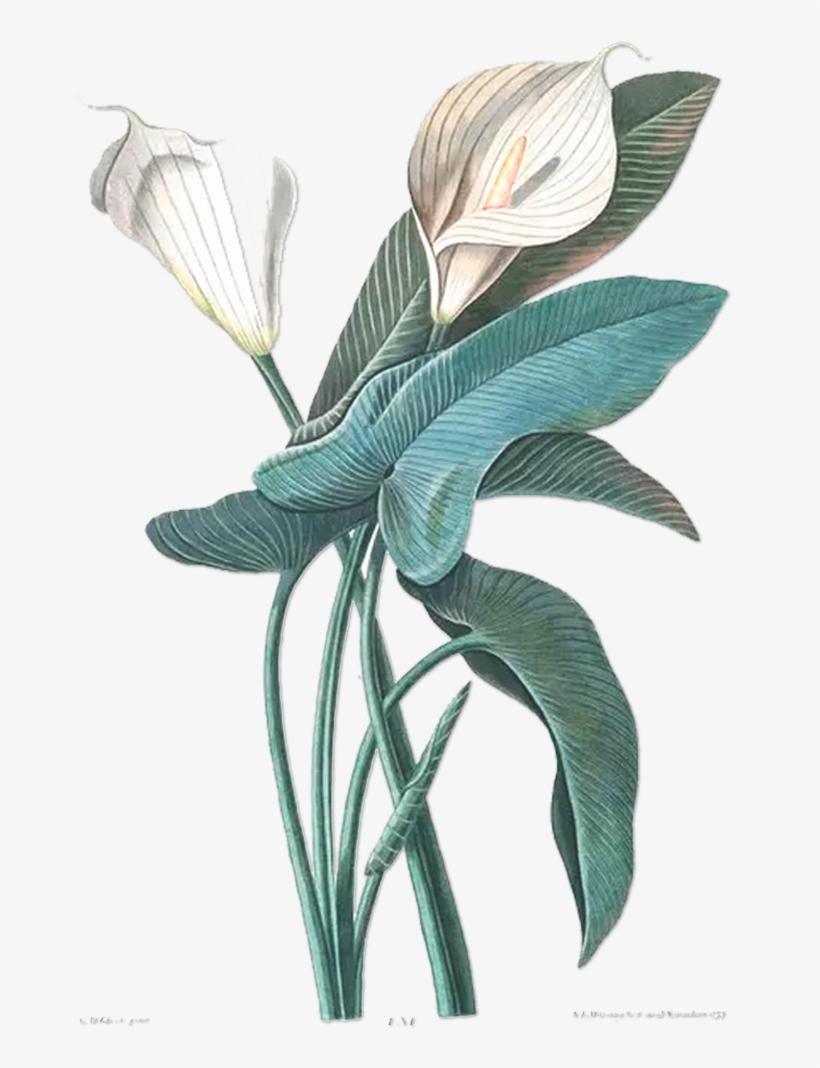 Flower Drawing Botany Botanical Illustration Illustration - Nature ...