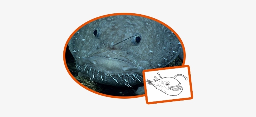 Angler Fish - Octonauts Creature Cards Transparent PNG - 432x310 - Free ...