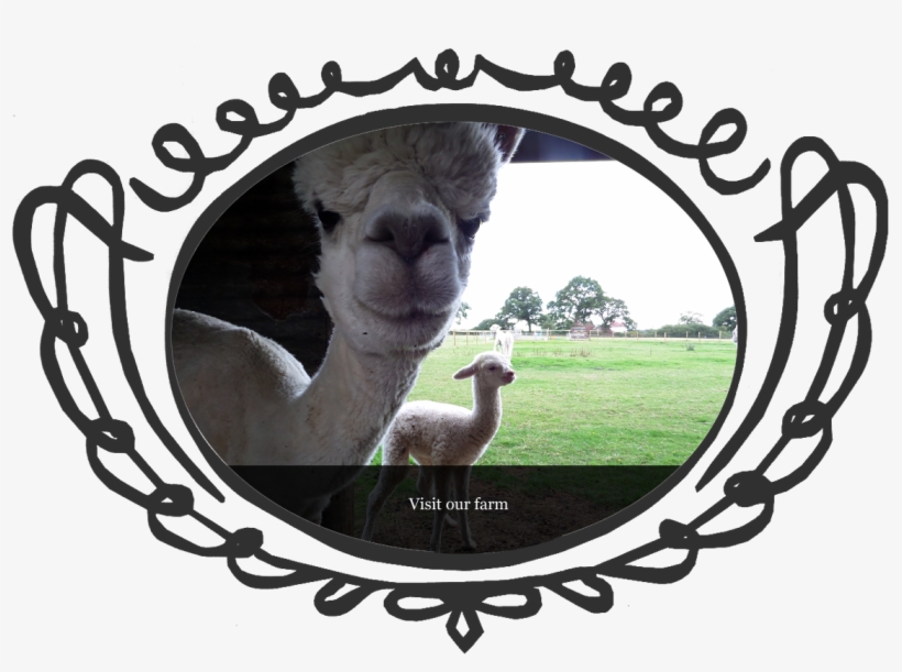 Lucky Tails Alpaca Farm Entry With Alpaca Walk For Transparent PNG ...