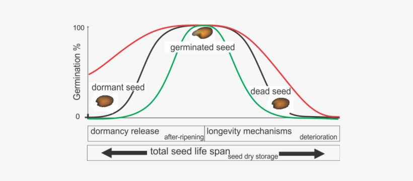 Seed Life Span 3 - Seed Germination Curve Transparent PNG - 530x280 ...