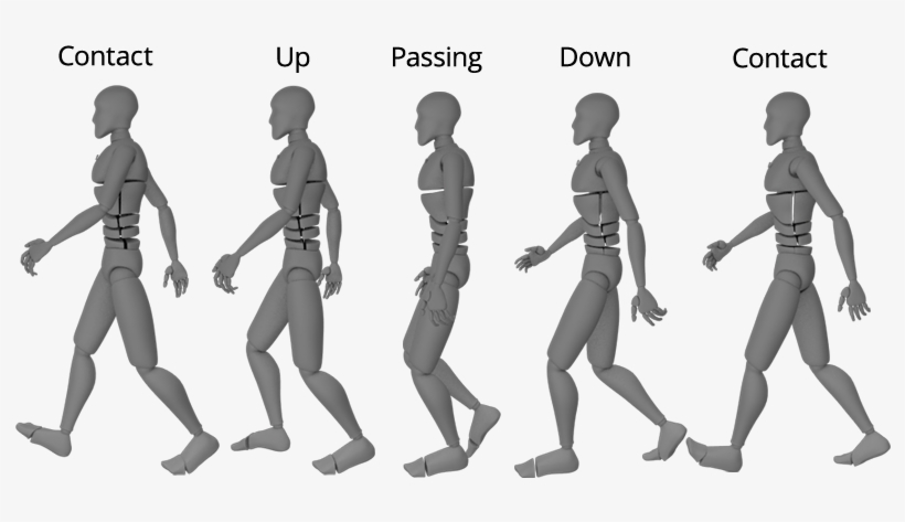 Walk Cycle Chart - Walking Blender Pose Step Transparent PNG - 800x450 ...