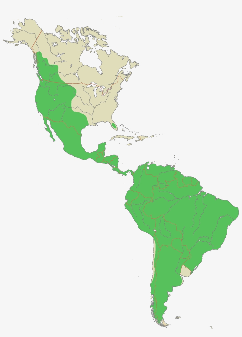 Puma Range - Latin America Map Silhouette Transparent PNG - 1952x2526 ...