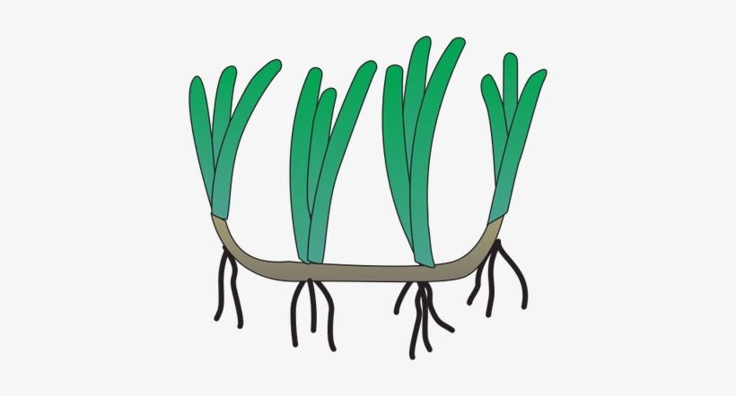 Download Sea Grass Clipart Vector - Seagrass Clip Art - HD Transparent ...
