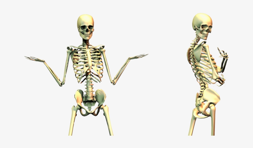 Transparent Bone Human - Bones Science Transparent PNG - 940x412 - Free ...