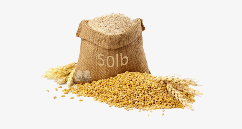 Palay Grains Transparent PNG - 570x360 - Free Download on NicePNG