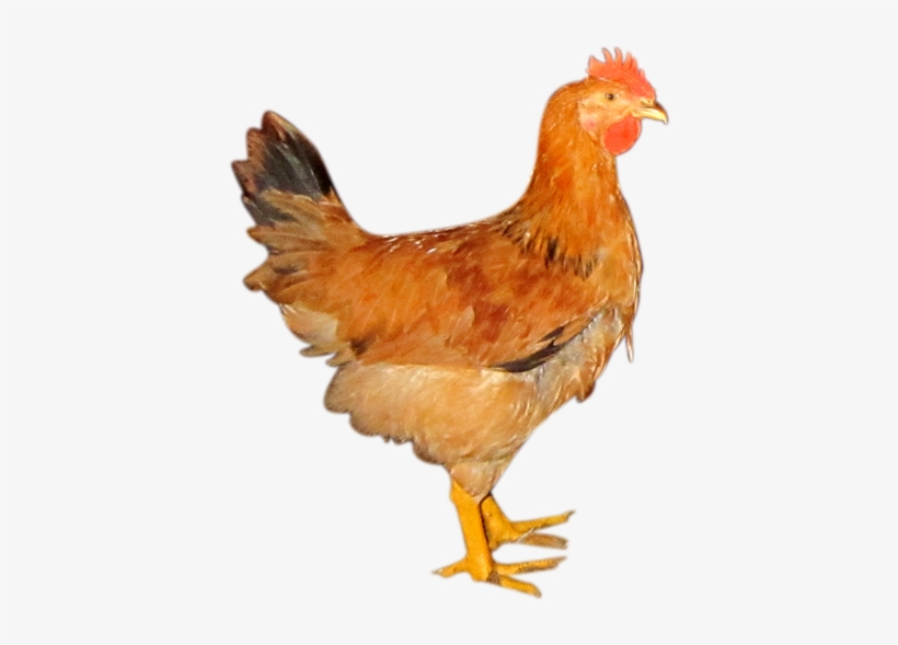 Con Gà Công Nghiệp Transparent PNG - 490x761 - Free Download on NicePNG