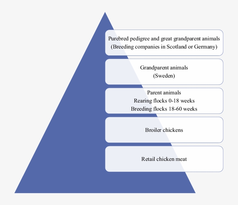 Structure Of The Broiler Production Pyramid - Cephalosporin Pyramid ...