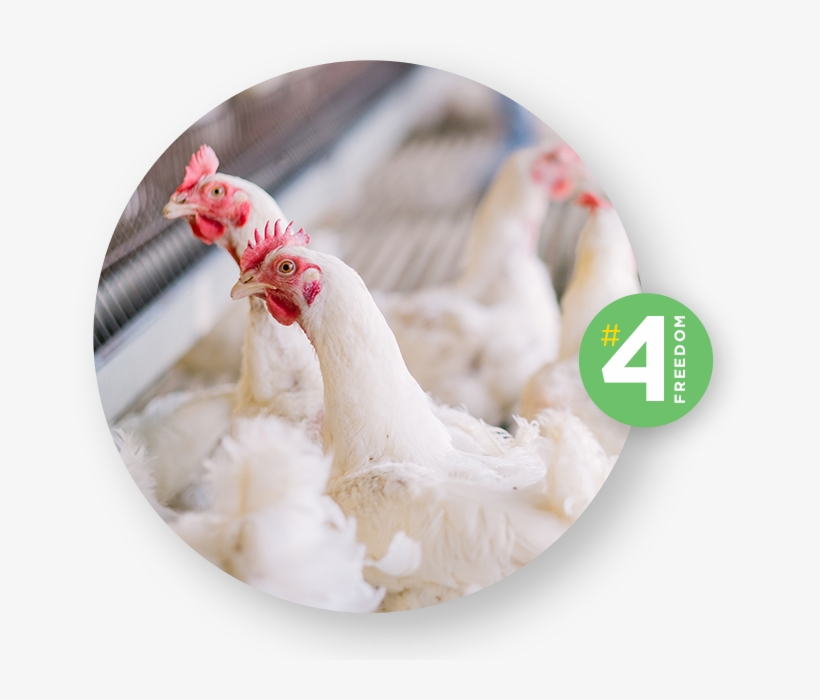Freedom To Express Normal Behavior - Rooster Transparent PNG - 673x620 ...
