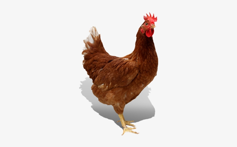 Domestic Broiler Feed - Chicken Of The Sea Meme Transparent PNG ...